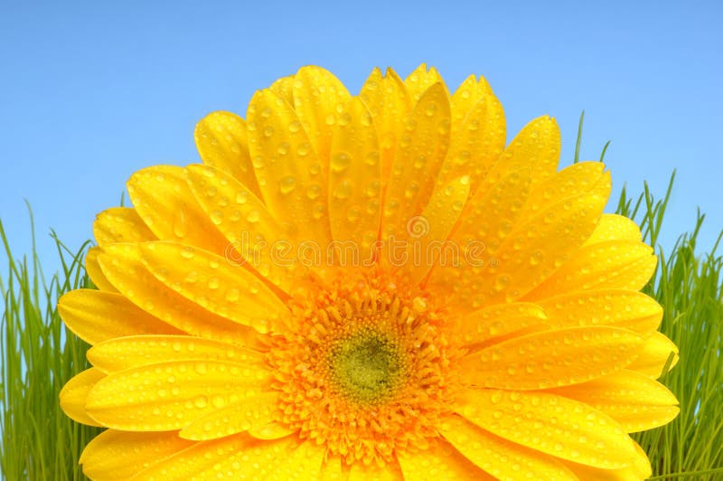 Yellow Gerber daisy stock photo. Image of closeup, details - 8208048