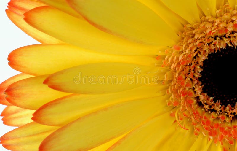 Yellow Gerber Daisy stock image. Image of pretty, bloom - 898105