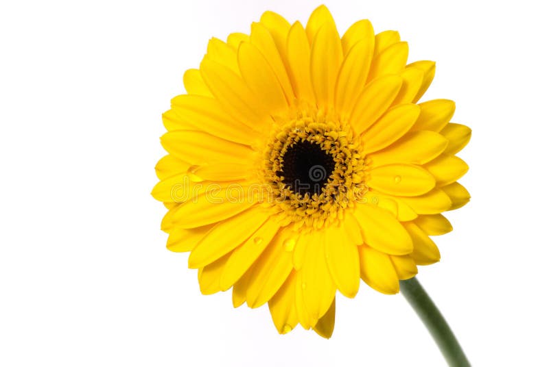 Yellow Gerber Daisy on White Stock Photo - Image of gerber, gerbera ...