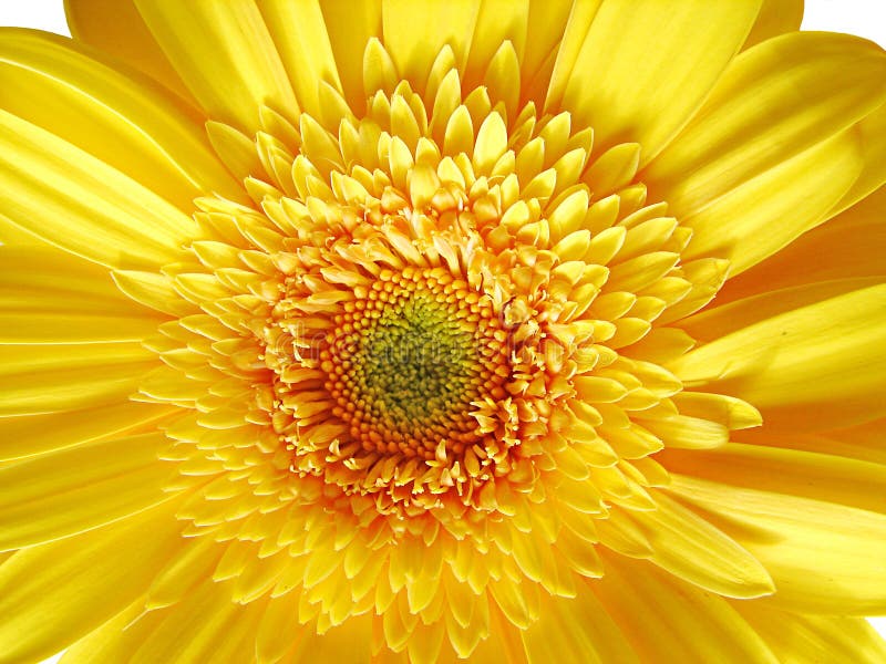 Yellow Gerber Flower stock photo. Image of chrysanthemum - 6751714