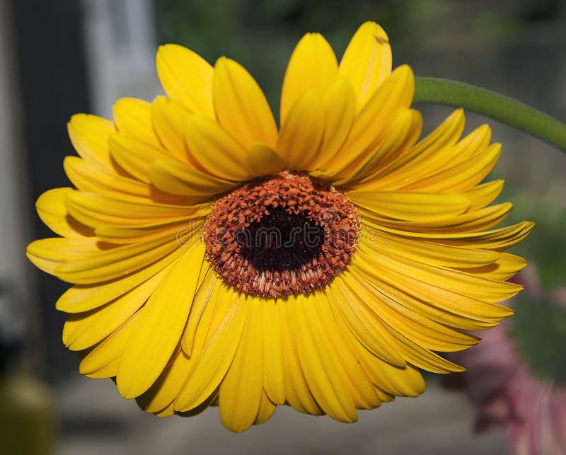 Yellow gerber stock photo. Image of sumer, white, yellow - 75585936