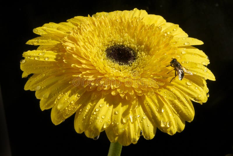 Yellow gerber stock image. Image of beautiful, beauty - 76550815