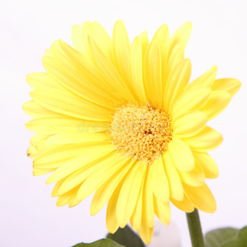 Yellow Gerber stock image. Image of blooming, bloom, daisy - 41173651
