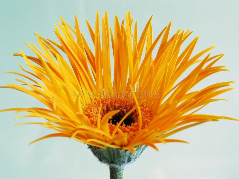 Yellow gerbera stock image. Image of shallow, field, gerbera - 1740011
