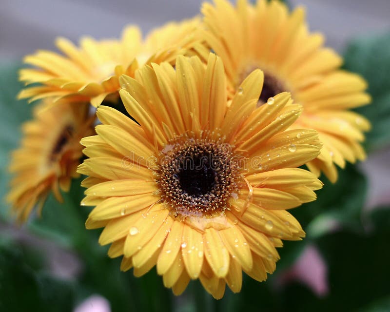 Yellow Gerbera stock image. Image of water, glass, pure - 53551