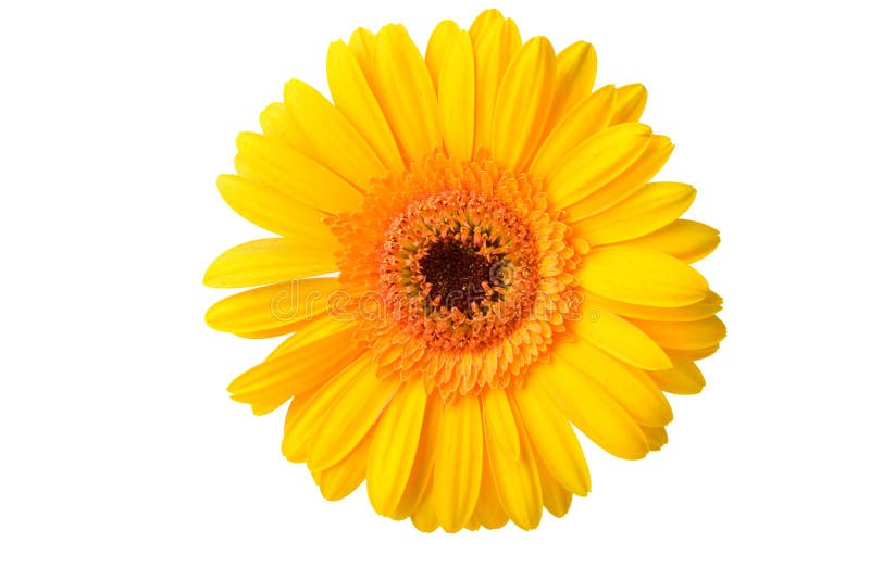 Yellow Gerbera stock image. Image of isolated, beautiful - 8143717
