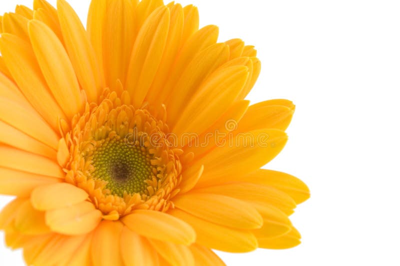 Sunflower in vase stock photo. Image of detail, orange - 2100940