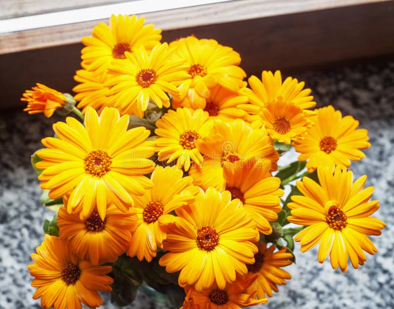 Yellow gerbera in bunch stock photo. Image of flowers - 70793822