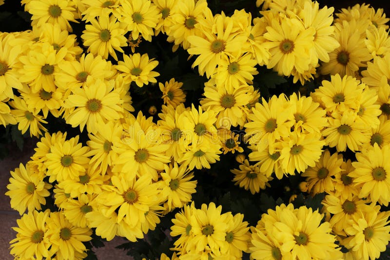 Yellow fall mums stock image. Image of yellow, blooming - 428487