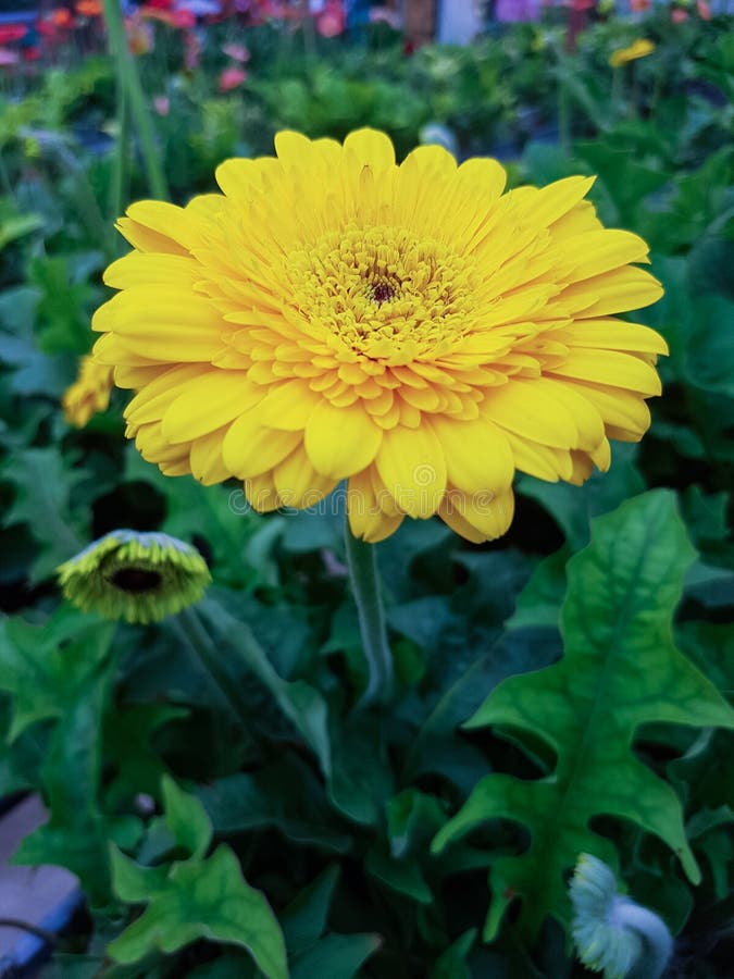 Yellow Gerbera Daisies stock photo. Image of herb, gerbera - 84482876