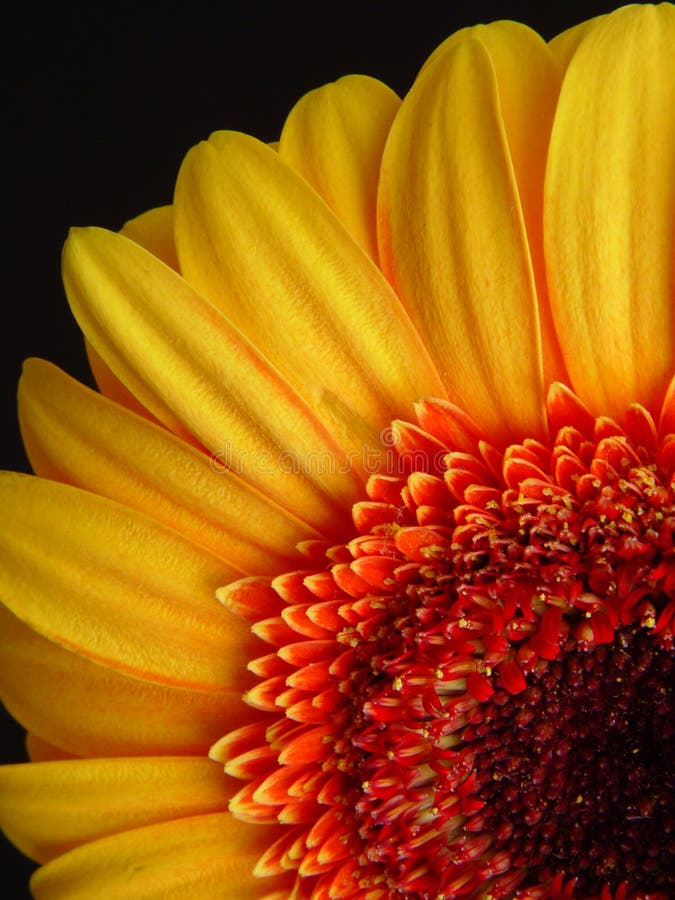 Yellow Gerbera Flower stock image. Image of botany, petal - 3434173