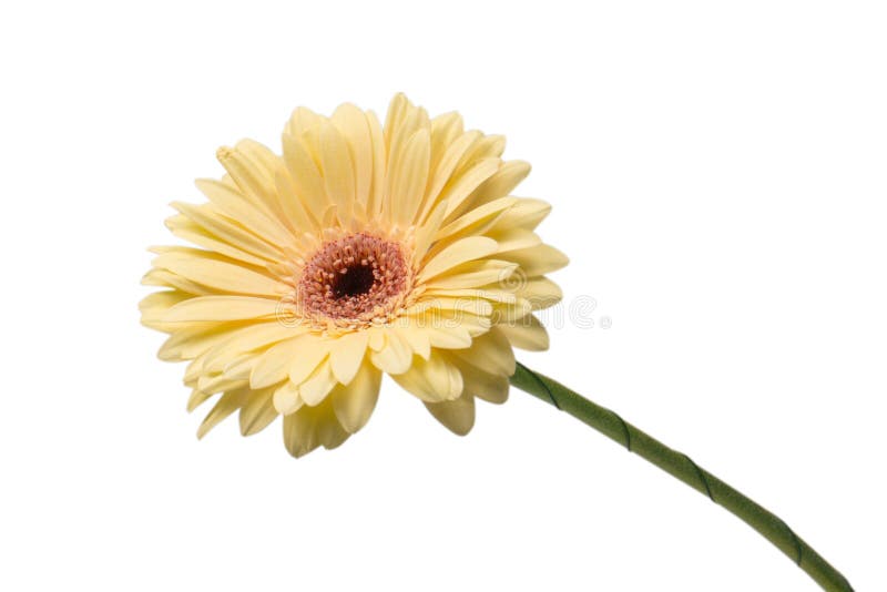 Yellow Gerbera Daisy Flower Isolated Stock Photo - Image of bloom ...