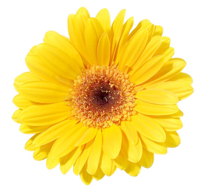 Yellow Gerbera Flower stock image. Image of botany, petal - 3434173
