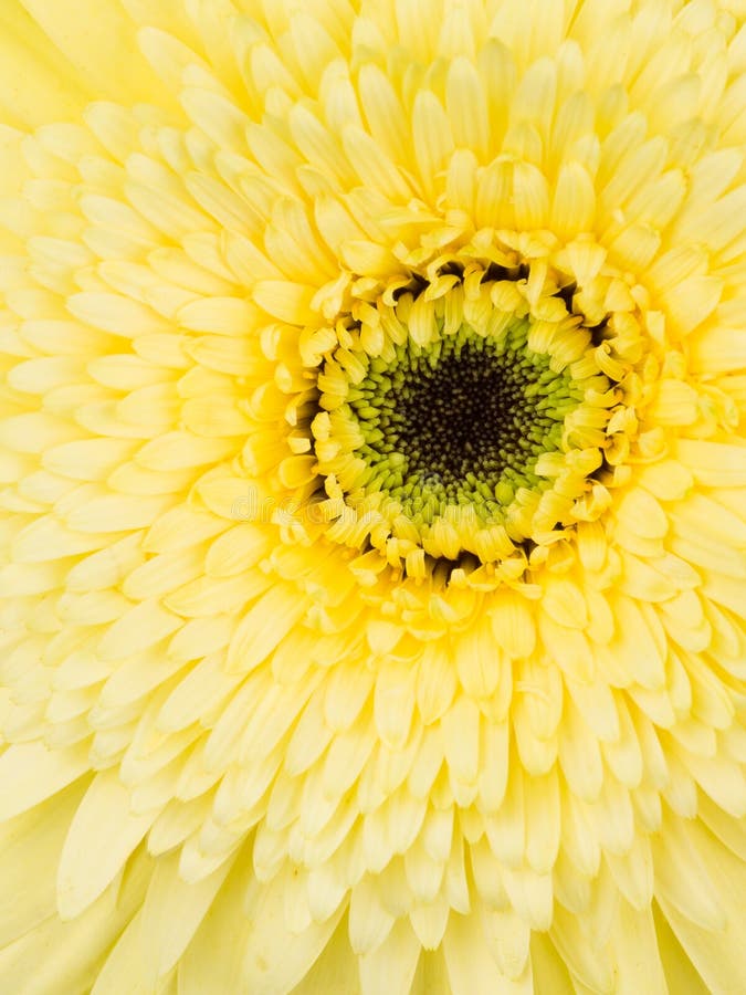 Yellow gerbera flower stock photo. Image of arrangement - 48428648
