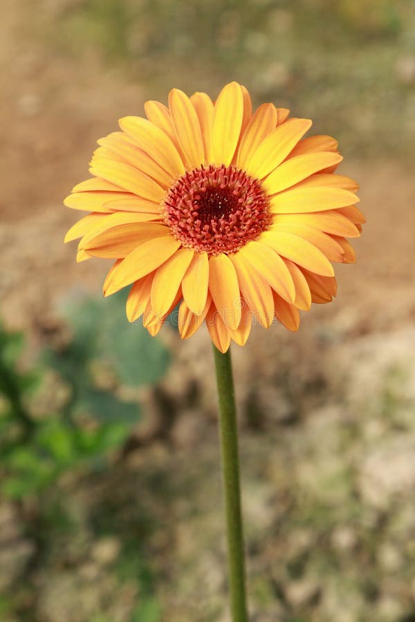 Yellow gerbera flower stock image. Image of detail, nature - 48778937