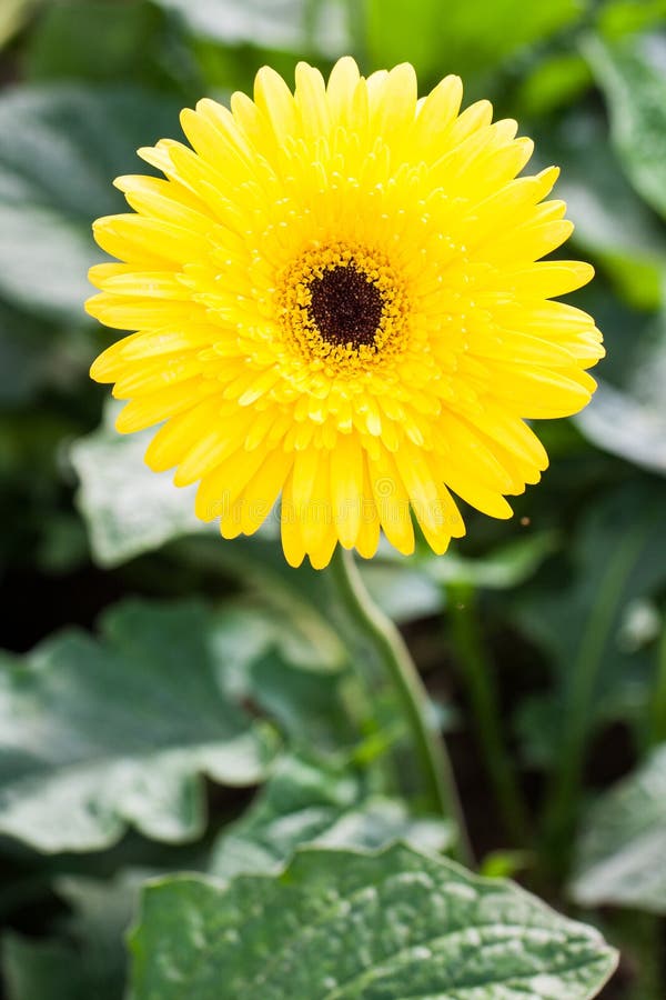 Yellow gerbera flower stock photo. Image of flora, bloom - 44932272