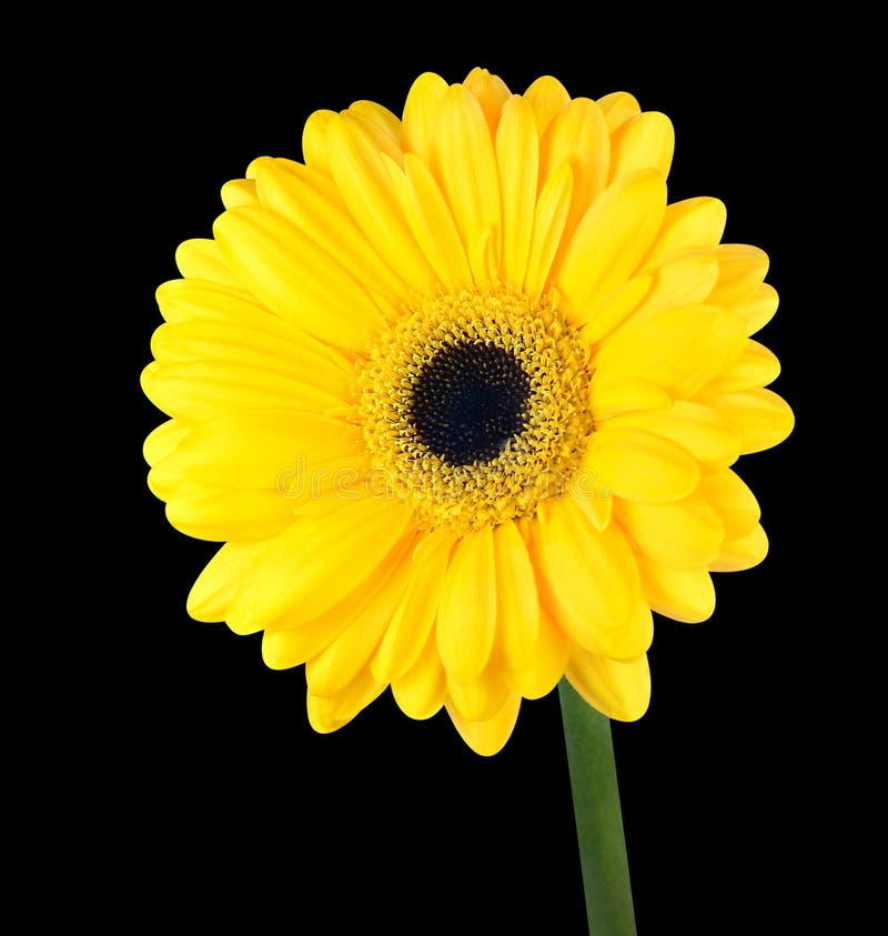 Yellow Gerbera Flower with Green Stem Isolated Stock Image - Image of ...