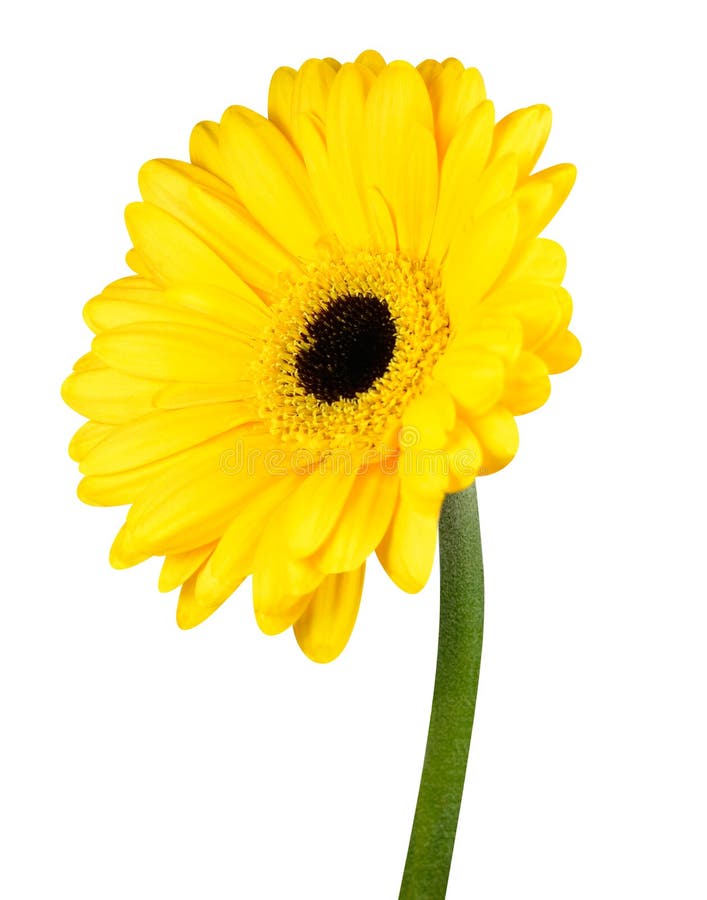 Yellow Gerbera Flower with Green Stem Isolated Stock Image - Image of ...