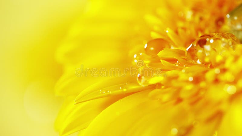 Yellow Gerbera Flower with a Small Drop of Water Stock Image - Image of ...