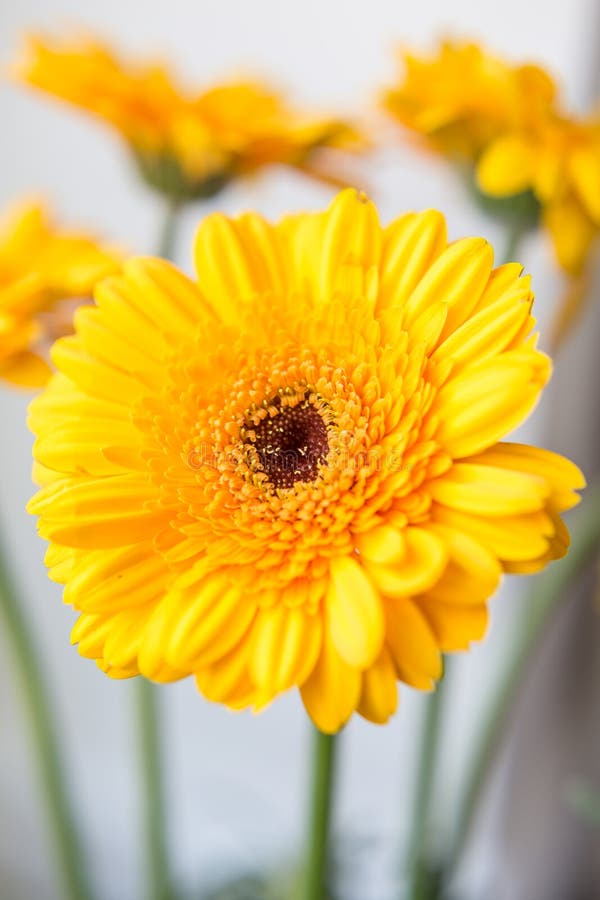 Yellow Gerbera stock photo. Image of colorful, nature - 51003782