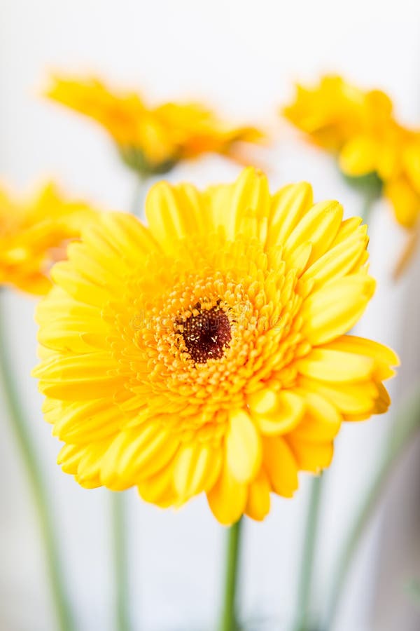 Yellow Gerbera stock image. Image of color, gerber, pattern - 51003797