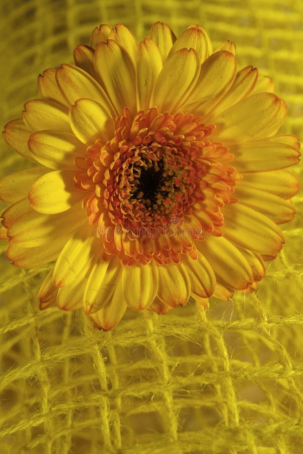 Yellow gerbera flower stock image. Image of stem, bloom - 80985557