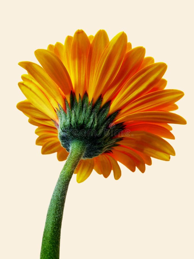 Yellow Gerbera Flower Viewed from Underside Stock Image - Image of ...