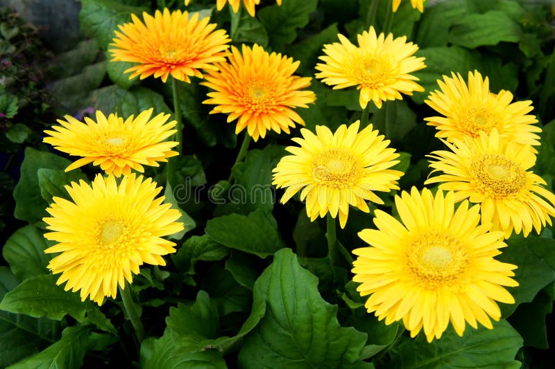Yellow gerbera flowers stock image. Image of blooming - 24830393