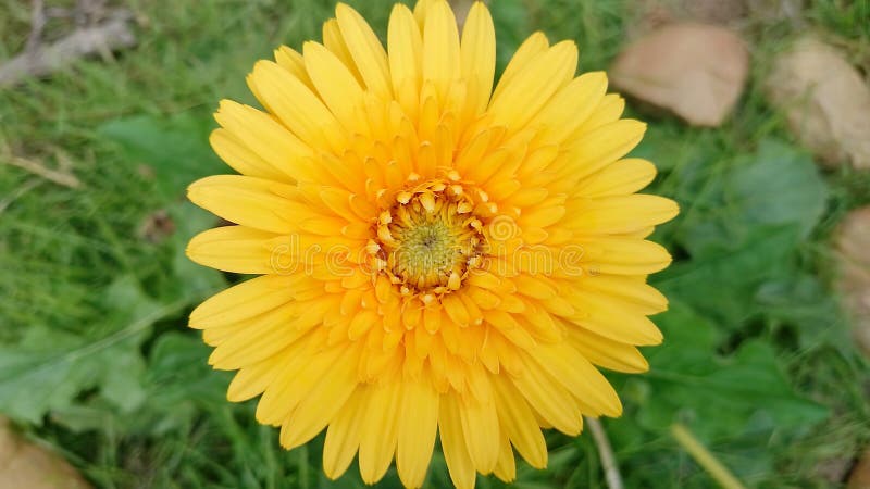 Focus Orange Flowers Stock Illustrations – 516 Focus Orange Flowers ...