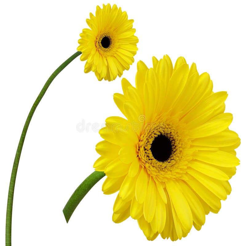 Yellow gerbera flowers stock image. Image of isolated - 79054217