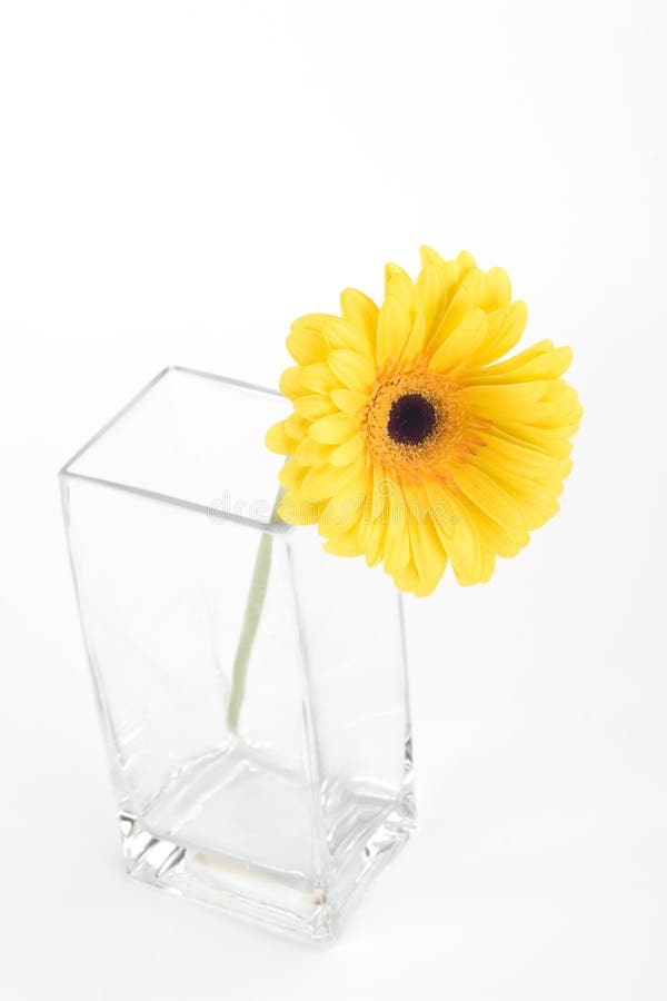 Yellow gerbera in a vase stock photo. Image of flora, summer - 9061672