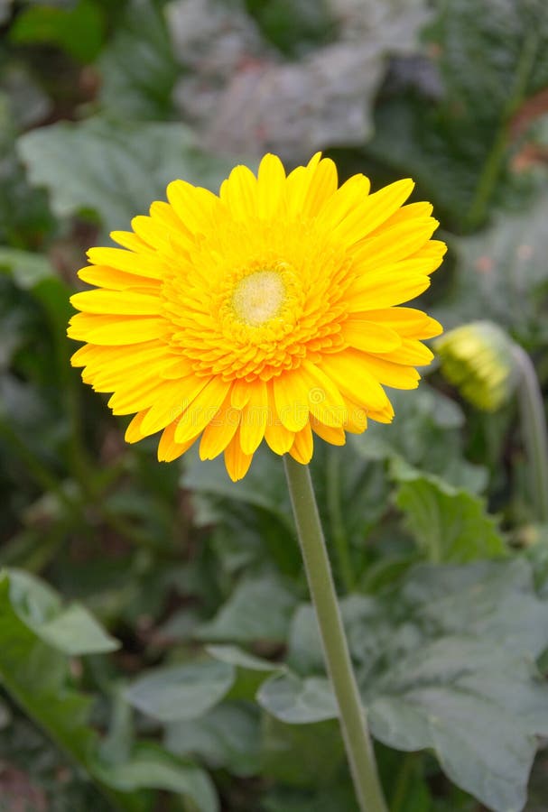 Yellow Gerberas in garden stock image. Image of decoration - 29557627