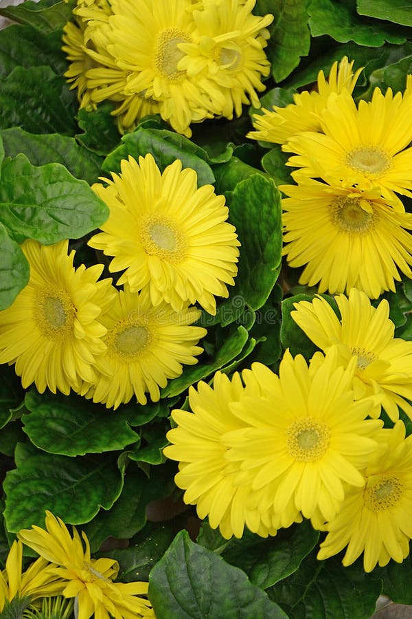 Yellow Gerberas stock image. Image of leaves, yellow - 39097151