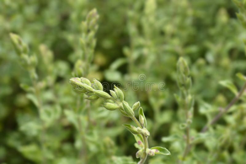 Yellow germander stock photo. Image of nature, yellow - 206379314