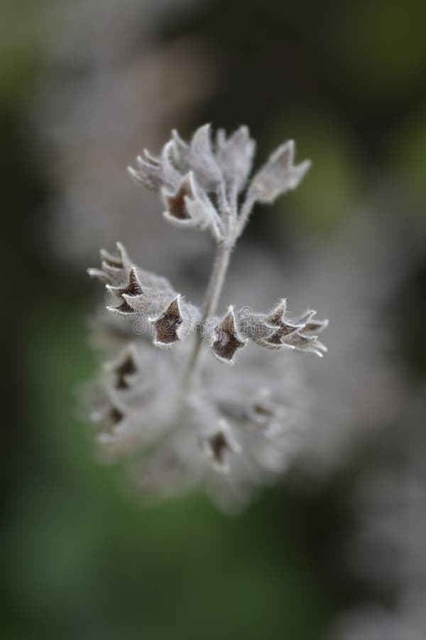 Yellow germander stock photo. Image of outdoors, yellow - 262174610