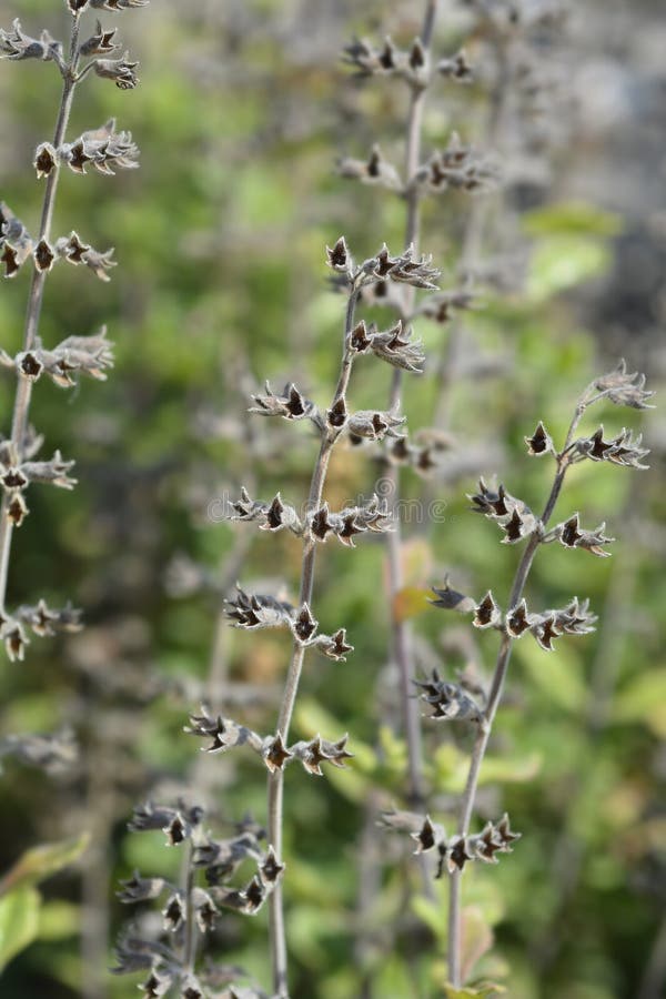 Yellow germander stock photo. Image of flavum, plant - 291124128