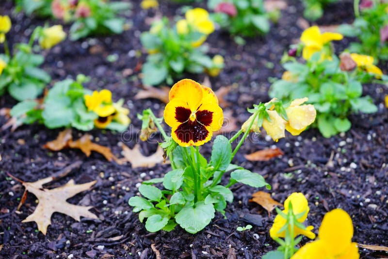 Yellow Ghost face flower stock image. Image of fragile - 61852743