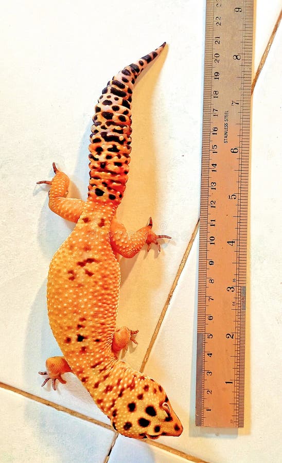 Yellow giant gecko stock image. Image of animal, poster - 246643909
