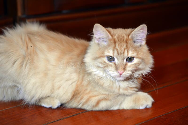 Yellow ginger cat at home stock image. Image of garfield - 83195257