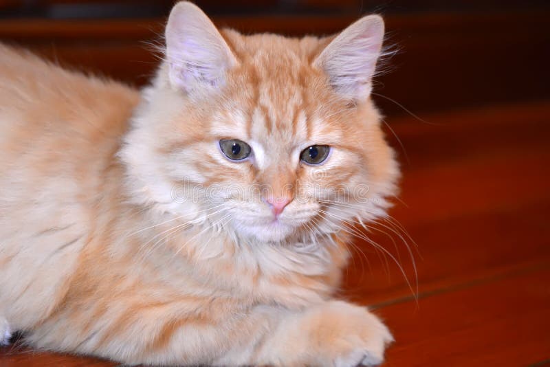 Yellow Red Ginger Cat at Home Stock Image - Image of rest, curiosity ...