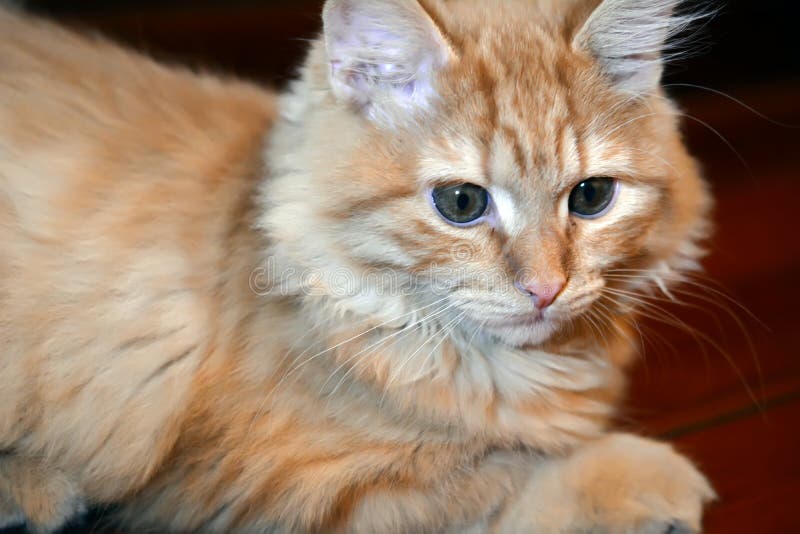 Yellow ginger cat at home stock photo. Image of color - 83195434