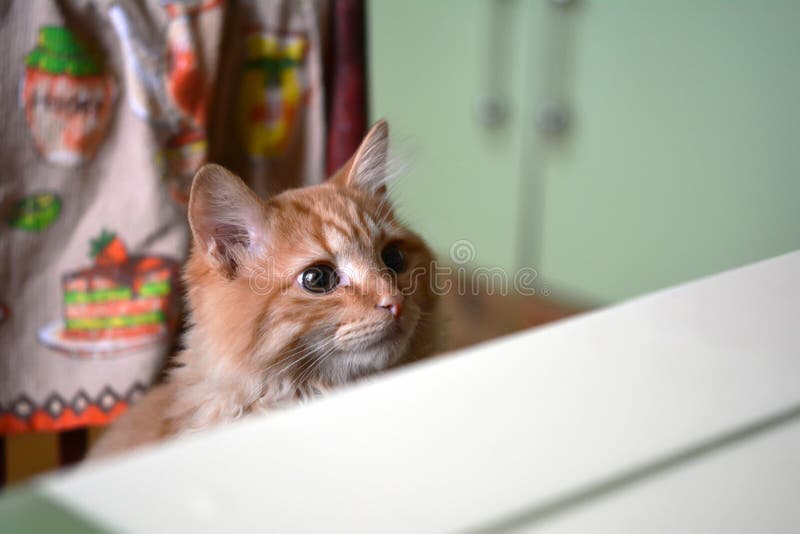 Yellow ginger cat at home stock image. Image of kitten - 83514315