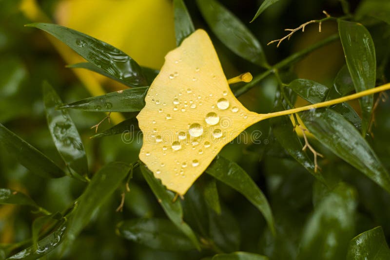 Yellow Gingko Biloba Tree Leaf Covered with Dew Drops Stock Photo ...