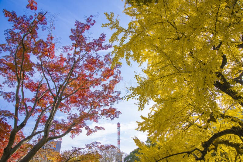 A Yellow Gingko Tree and Red Maple Tree with Tower at Hibiya Park in ...