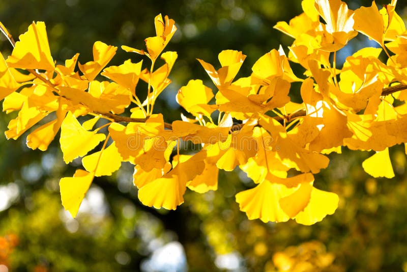 Yellow Ginkgo Fall Leaves on Branch. Yellow Fall Leaves Stock Image ...
