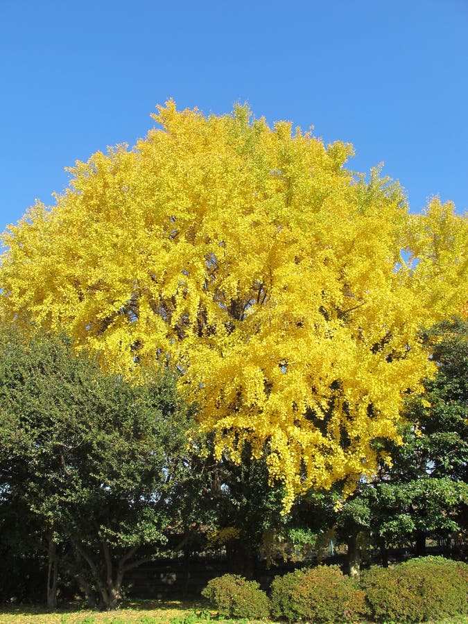 Yellow Ginko leaves stock image. Image of leaves, tree - 104025685