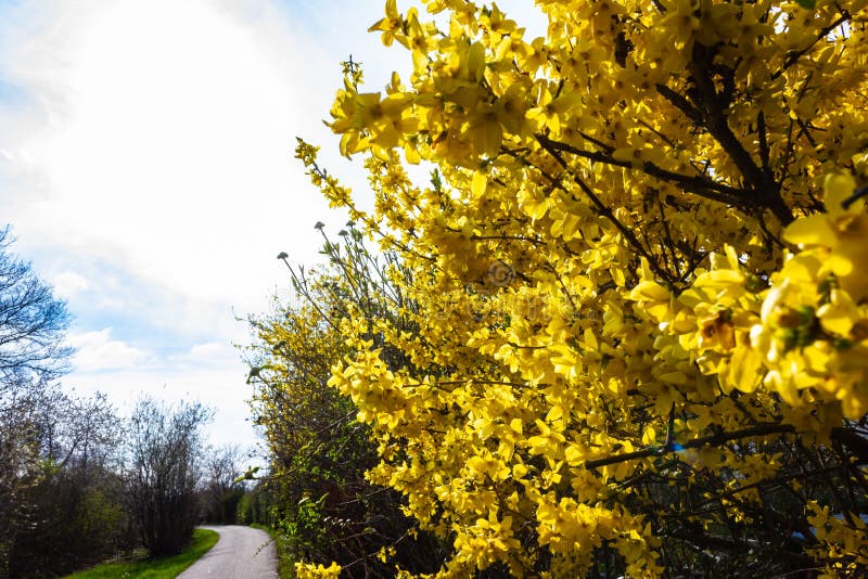 Genet Genista Gray Nature Plant Stock Photos - Free & Royalty-Free ...