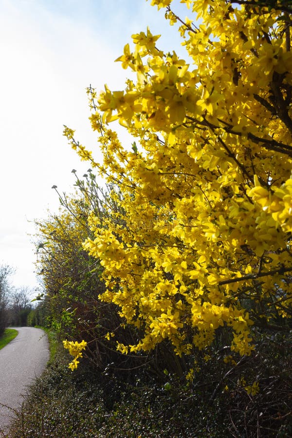 Genet Genista Gray Nature Plant Stock Photos - Free & Royalty-Free ...