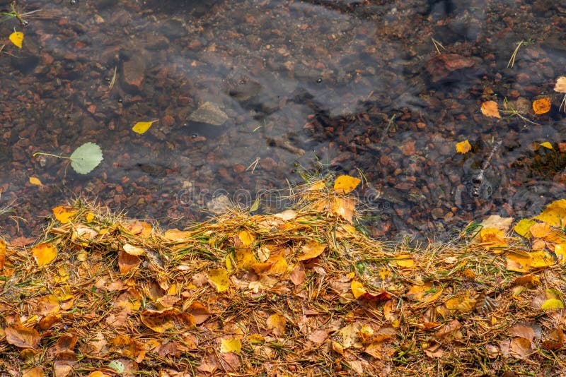 Yellow Girch Leaves in the Shore of a Lake.. Stock Image - Image of ...