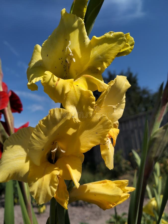 Yellow gladiolus flower stock image. Image of meadow - 256523455